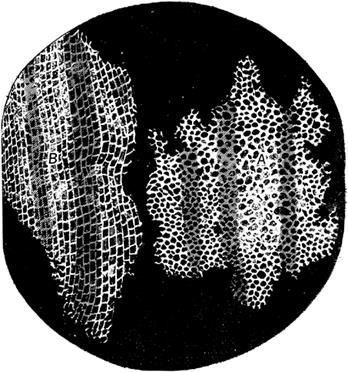 Philosophy of Cell Biology (Stanford Encyclopedia of Philosophy/Summer ...